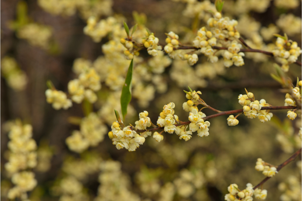Litsea Cubeba: Propiedades, Usos y Beneficios en Cosmética Natural ...