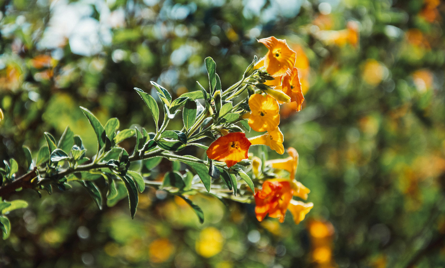 Células Madre Vegetales de Naranja: Propiedades, Usos y Beneficios en ...